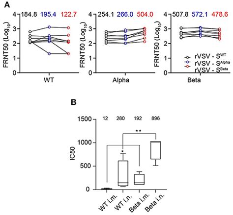 Frontiers Growth Antigenicity And Immunogenicity Of Sars Cov 2 Spike Variants Revealed By A