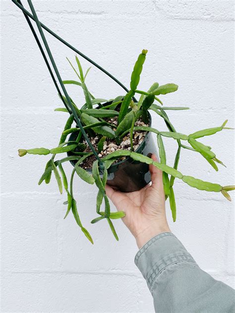 Rhipsalis Micrantha Arium Botanicals