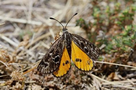 Opportunities — Coexistence Conservation Lab