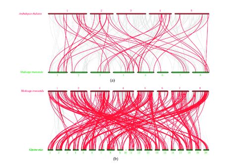 The Synteny Of Lrr Rlk Genes In Different Genomes Of M Truncatula