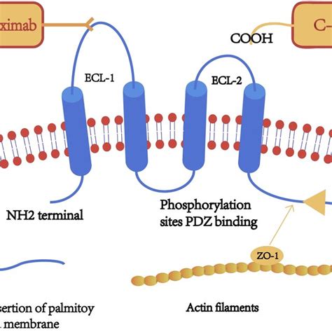 Summary Of Clinical Trials Of Drugs Related To Cldn182 Download