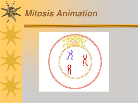 Ppt Mitosis Meiosis Powerpoint Presentation Free Download Id 2613183