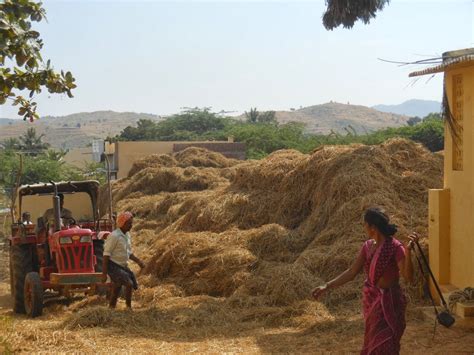 Stacking Hay Karuna Society For Animals And Nature
