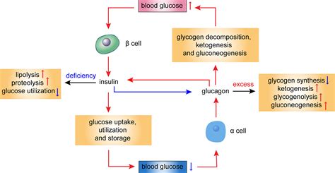 The Role Of Glucagon In The Pathophysiology And Treatment 51 Off