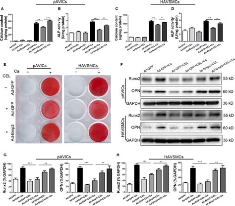 Overexpression Of Bmp2 Reverses The Anti‐calcification Effect Of Cel A