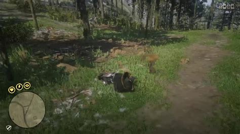 Бля медвед Coub