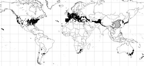 Tree Of Heavens Dampening Effect On Biodiversity ArP