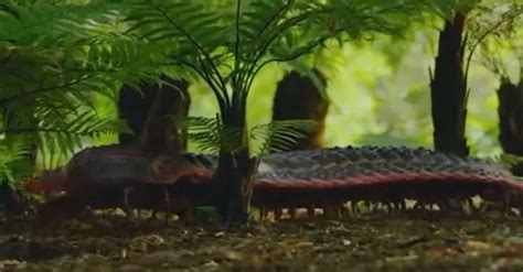 هزارپای غول‌پیکری که نزدیک به ۳ متر طول داردفیلم