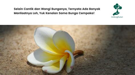 Bunga Cempaka Tanaman Hijau Abadi Khas Aceh