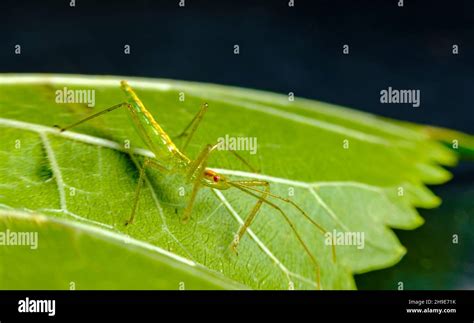 Colorful Green Assassin Bug Resting On Leaf In Natural Habitat Stock