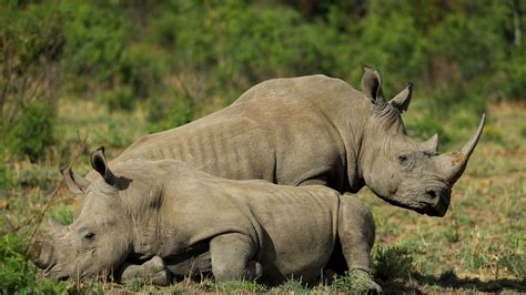 40 бели носорога са върнати в дивата природа Новини бг