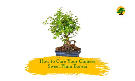 How To Care Your Chinese Sweet Plum Bonsai Bonsai Craft