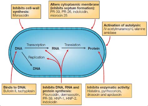 10 Mode Of Action For Intracellular Antimicrobial Peptide Activity In Download Scientific