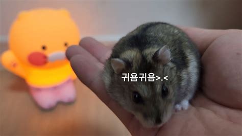 Hamster [토리의하루] 정글리안 햄스터 토리랑 어디가지 🏕🏝🏞 Youtube