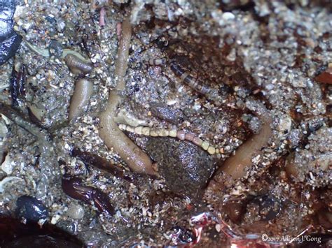 Peanut Worms Notes From A California Naturalist