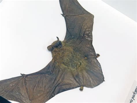 Tylonycteris Pachypus Bits And Bugs