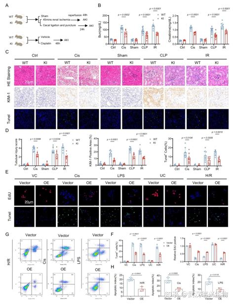 Chirp项目文章 Nature子刊揭示lncrna阻遏hnrnpk核输出抗肾损伤新机制 知乎