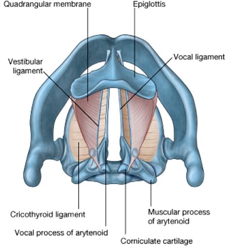 Vestibular Ligament