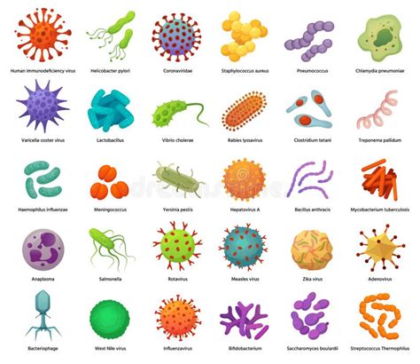 Tipos De Bacterias
