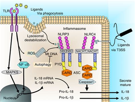 The Pattern Recognition Receptor Pathway Inducing Production Of Mature Download Scientific