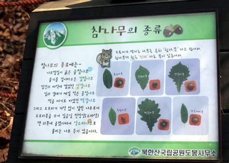 도토리나무참나무의 종류 어떤 나무가 도토리가 많이 열릴까요 네이버 블로그