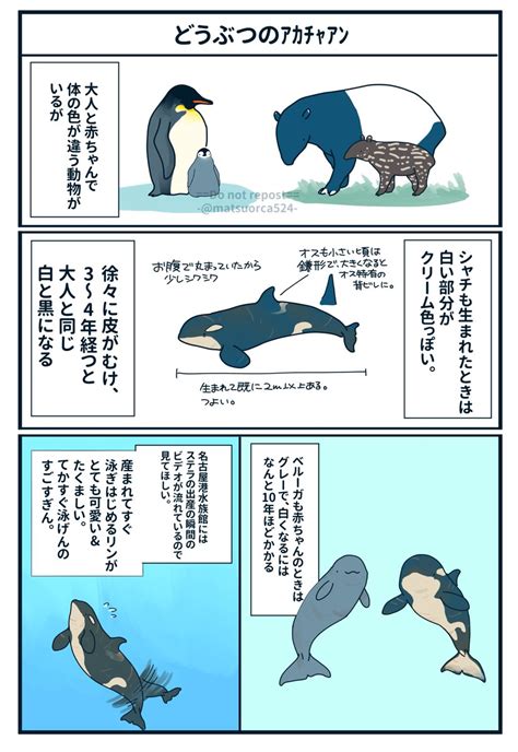 「シャチの赤ちゃんって実はちょっと黄色いっていう話 再掲 」まつおるか⚓︎シャチ漫画家の漫画