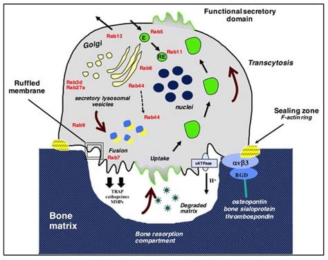 Osteoclast Cell Diagram
