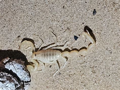 Scorpion Identification R Uae