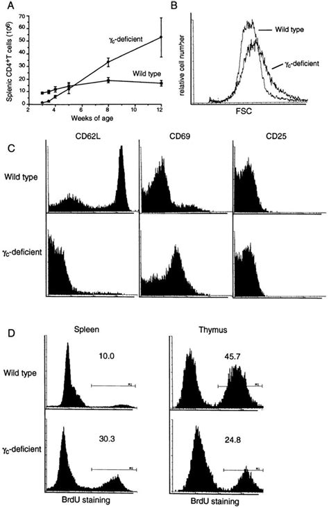 Activated Cd4⁺ T Cells Accumulate In An Age Dependent Fashion In Download Scientific Diagram