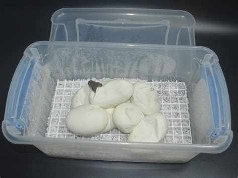 Easy Fool Proof Egg Setup Ball Pythons MorphMarket Reptile Community