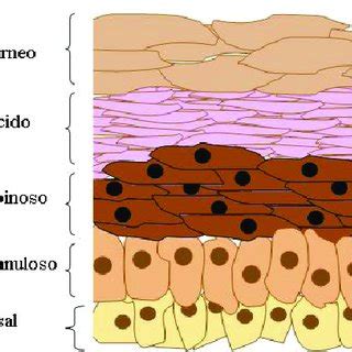 Estructura De La Epidermis Y División Por Estratos Download