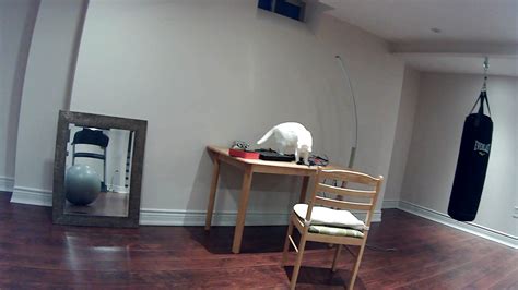 cat detection object detection dataset and pre trained model by