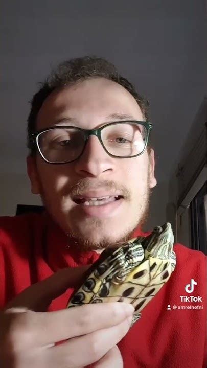 كيفية تربية السلاحف المائية Turtle Turtles سلحفاة Redearedsliderturtle Redearslider Youtube