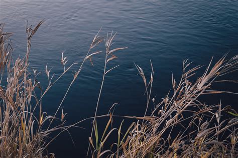 2560x1440 Wallpaper Brown Grass Peakpx