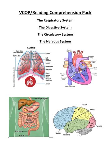 Ks2ks3 Science And English Pack Vcop And Comprehension Digestive