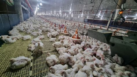 Soy Excellence Center Poultry Farm Biosecurity