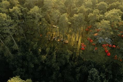 premium photo sunset on the forest of java