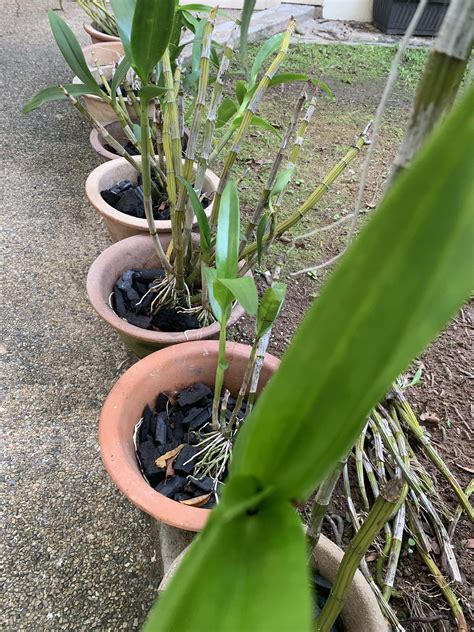 Orchids And Orchid Keikis Dendrobiums Various Types And Sizes