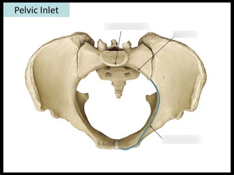 Pelvic Inlet Diagram Quizlet