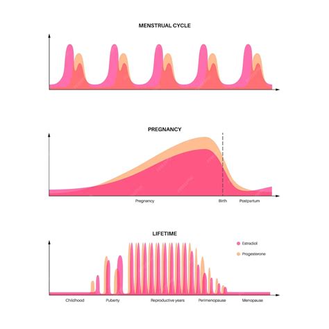 Gráfico Do Ciclo Menstrual E Da Gravidez Hormônios No Corpo Feminino