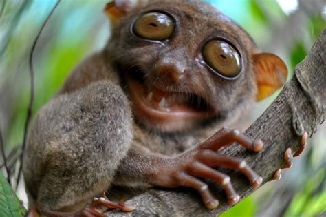 Create Meme Madagascar Tarsier Sumatran Tarsier Tarsiers From