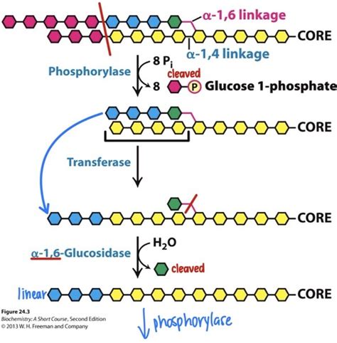Glycogenolysis Debranching Enzyme