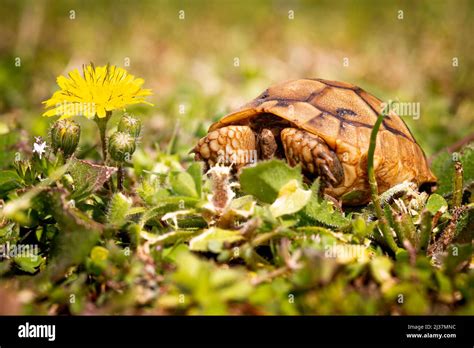 Yellow Dandelion Flower And Little Turtle In Selective Focus Tortoise