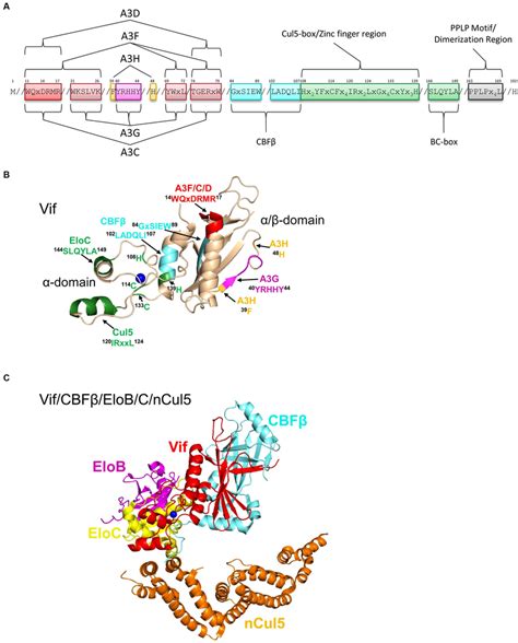 Structure Of Vif And Host Interacting Partners A Domain Organization