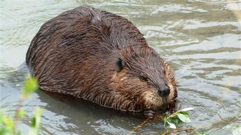 How Beavers Could Help Fight Wildfires Cbc News