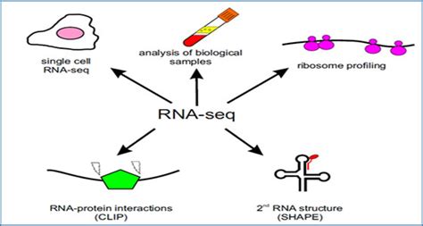 Quantitative Mirna Profiling How To Choose The Best Rna Sequencing Method Rna Seq Blog