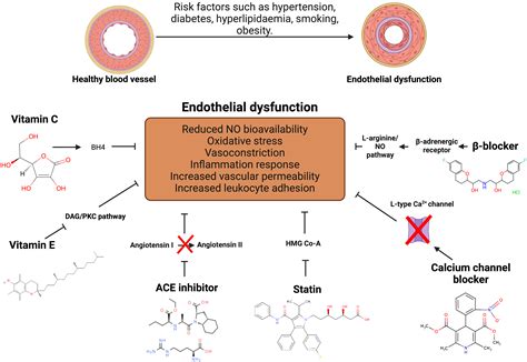Endothelial Cell Dysfunction Onset Progression And Consequences