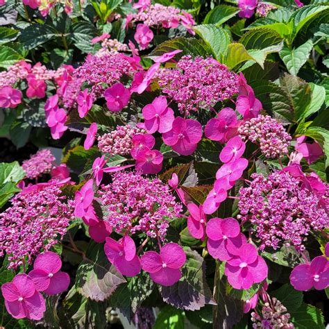 Hydrangea Serrata Tuff Stuff™ Mid Valley Trees