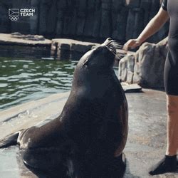Spinning Seal Nodding 