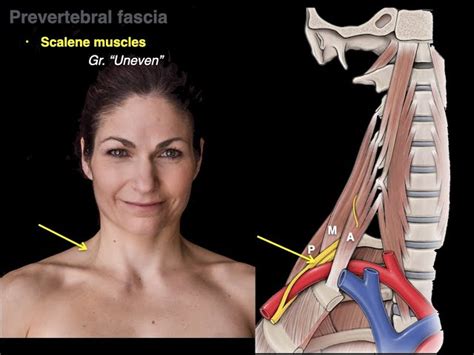 Anatomy Of The Neck Muscles